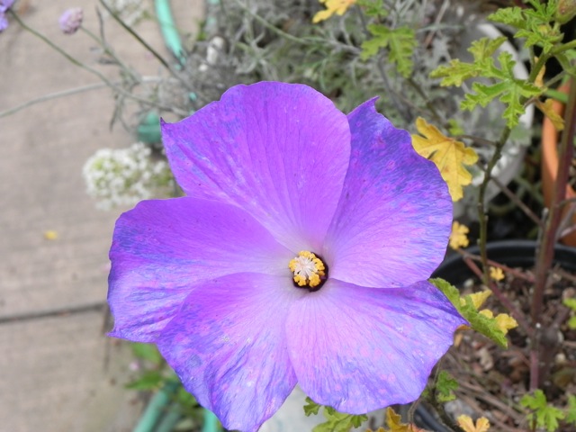 Gardening—My Passion – Plants Rule