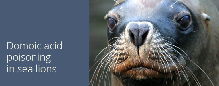 Domoic Acid Poisoning in Sea Lions – Plants Rule