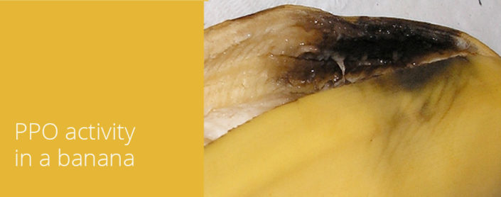 Polyphenol Oxidase Enzymes Cause Browning of Fruit and Vegetables ...